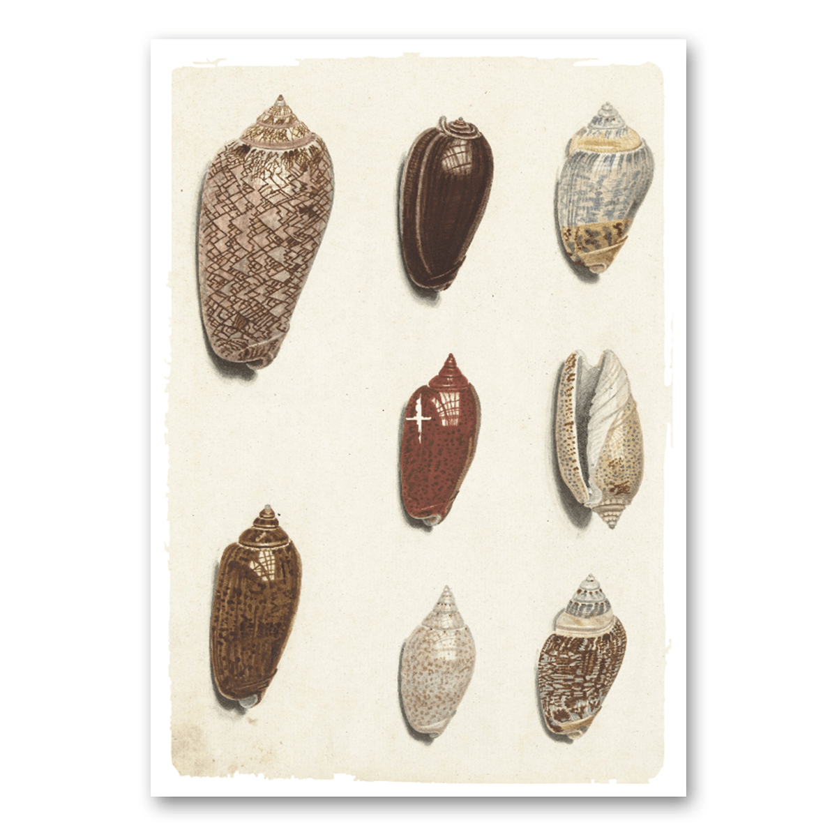 Tropische kaurie schelpen — Mo-Ca | More than canvas