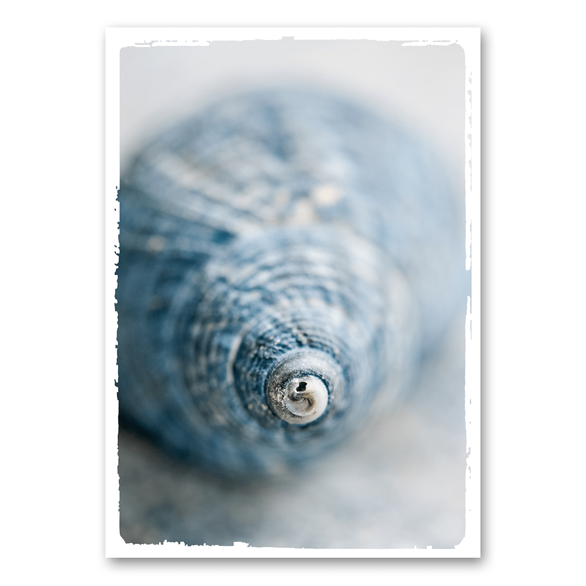 Blauwe schelp — Mo-Ca | More than canvas